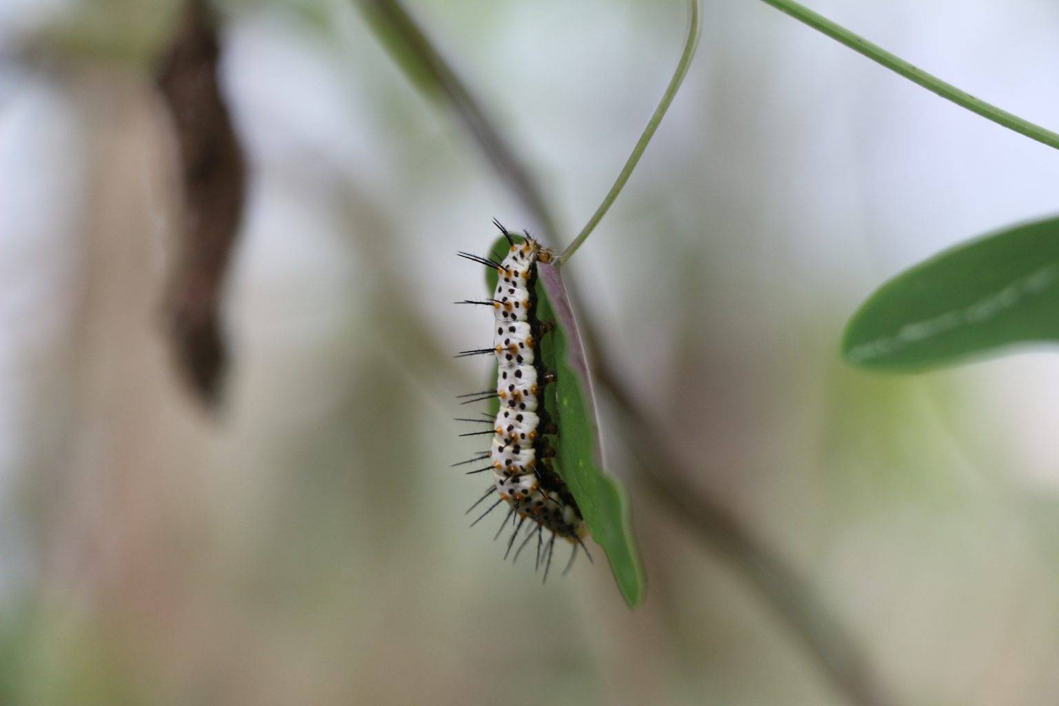 Visit Us – Butterfly Sanctuary Mariposario Puerto Vallarta